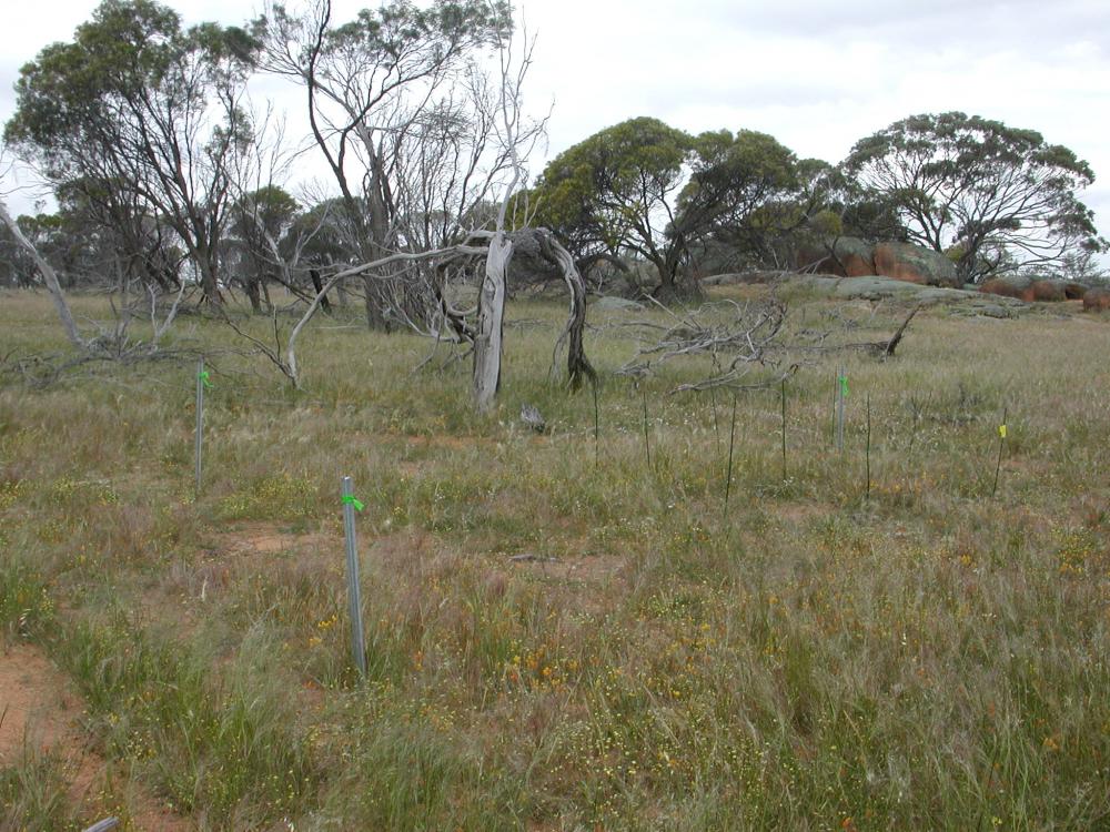 Mt. Caroline, Western Australia | Nutrient Network: A Global Research ...