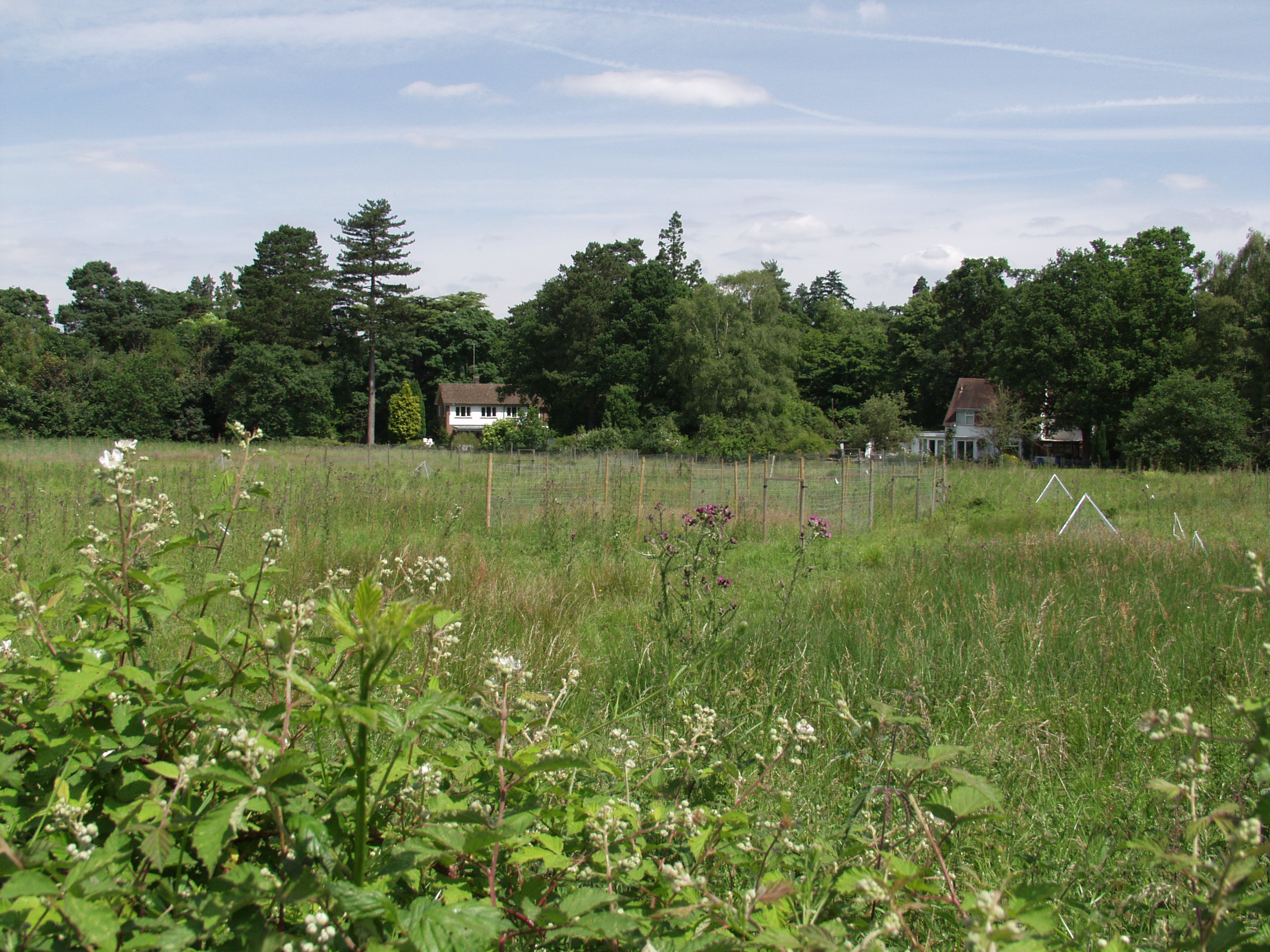Heronsbrook (Silwood, UK) | Nutrient Network: A Global Research Cooperative