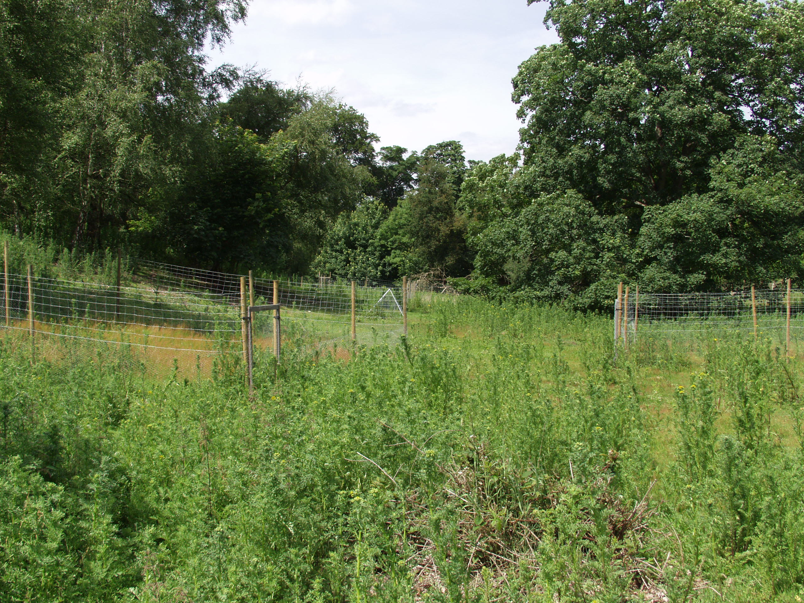 Rookery Slope (Silwood, UK) | Nutrient Network: A Global Research ...