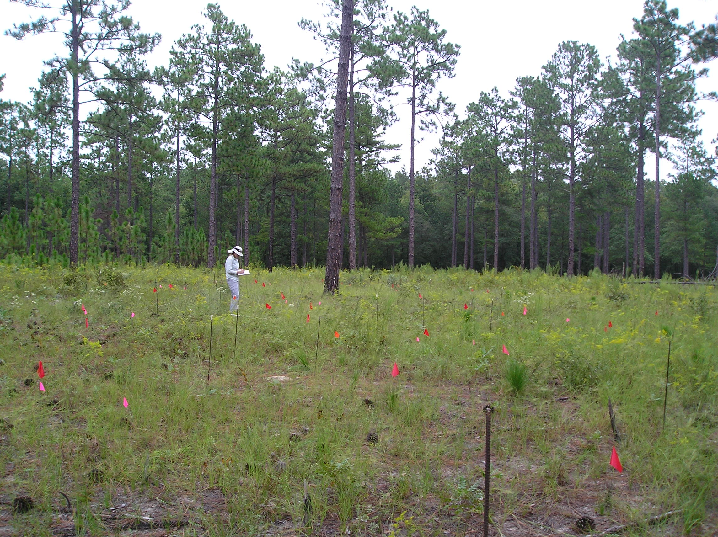 Savannah River (SC, USA) | Nutrient Network: A Global Research Cooperative